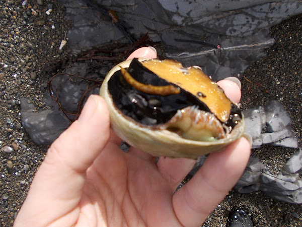 queen paua | Project Noah