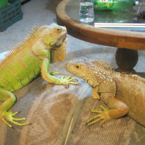 Green Iguana | Project Noah