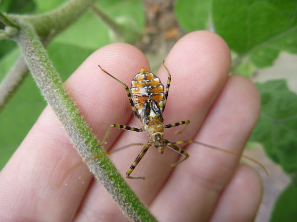 Assassin Bug Nymph | Project Noah