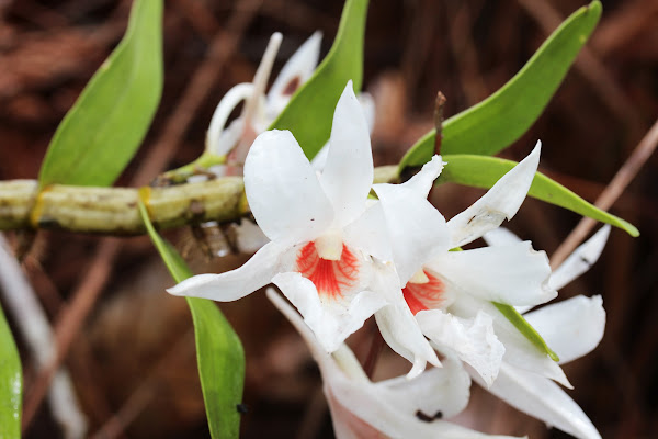 Dragon Dendrobium | Project Noah