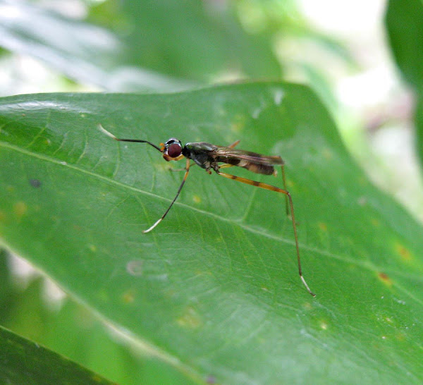 Stilt-legged Fly | Project Noah