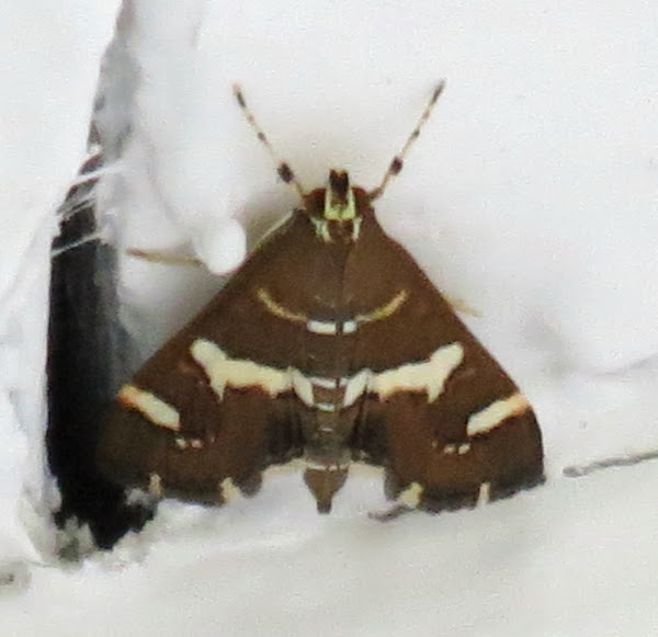 Beet webworm moth | Project Noah
