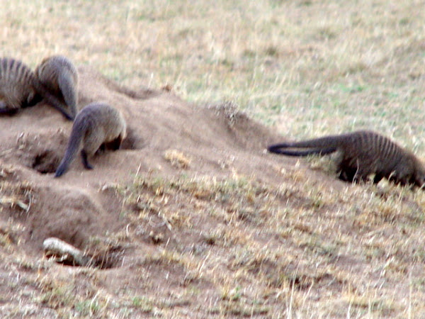 Banded mongoose | Project Noah