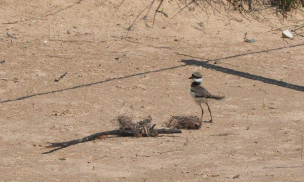 Killdeer | Project Noah