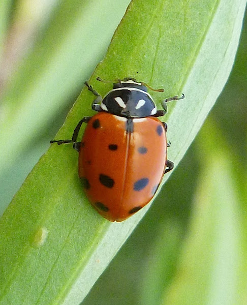 Convergent Ladybug | Project Noah