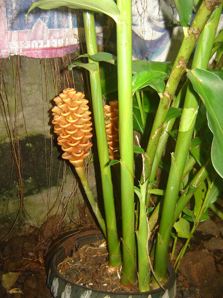 beehive ginger | Project Noah