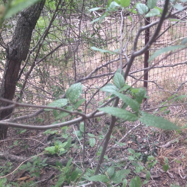 Hackberry | Project Noah