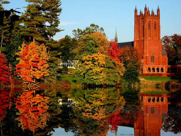 Maple Trees | Project Noah