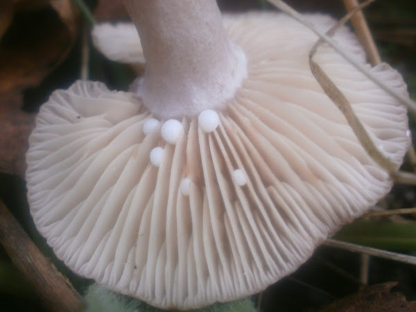 Coconut Milkcap | Project Noah