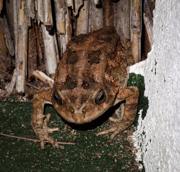 African Common Toad | Project Noah