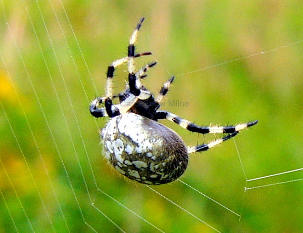 Shamrock or Cross Orb Weaver Spider | Project Noah