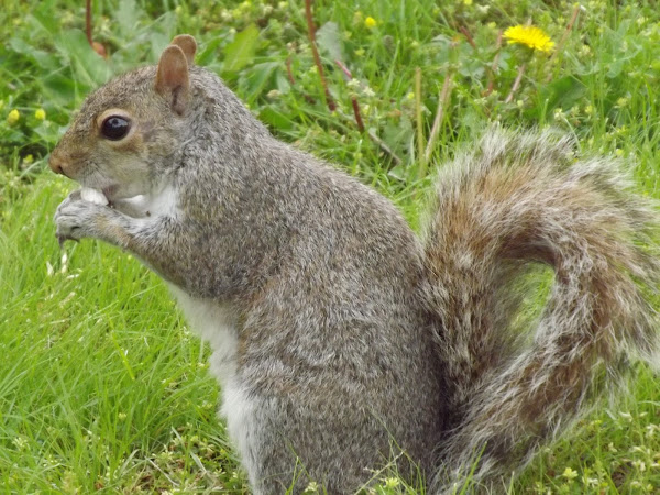 Eastern Gray Squirrel | Project Noah