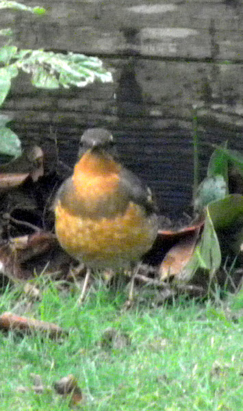 Varied Thrush | Project Noah