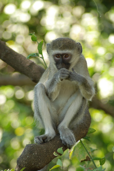 Vervet Monkey | Project Noah