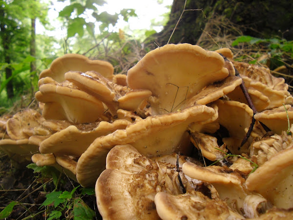 Giant Polypore/Reuzenzwam | Project Noah