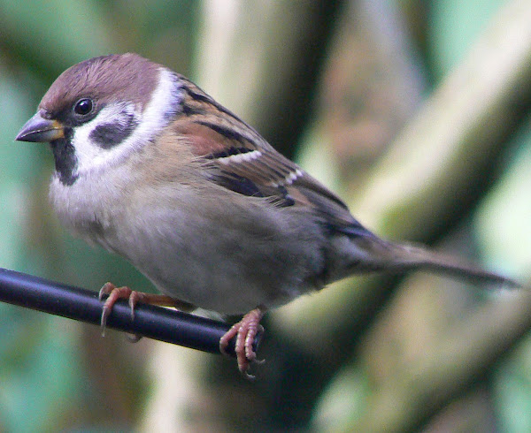 Eurasian Tree Sparrow | Project Noah