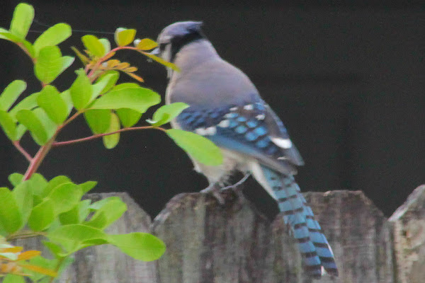 Blue Jay | Project Noah