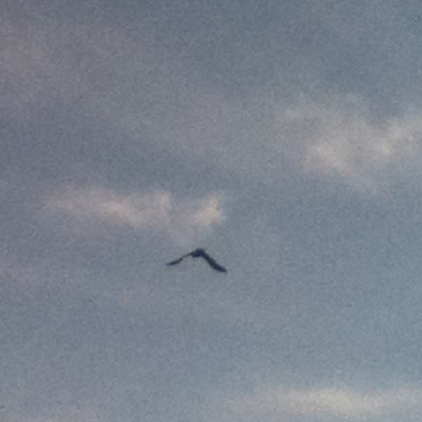 Crows | Project Noah