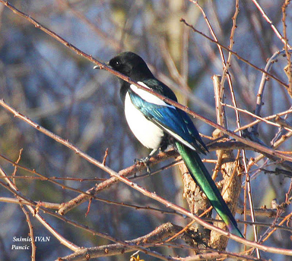 Eurasian magpie | Project Noah