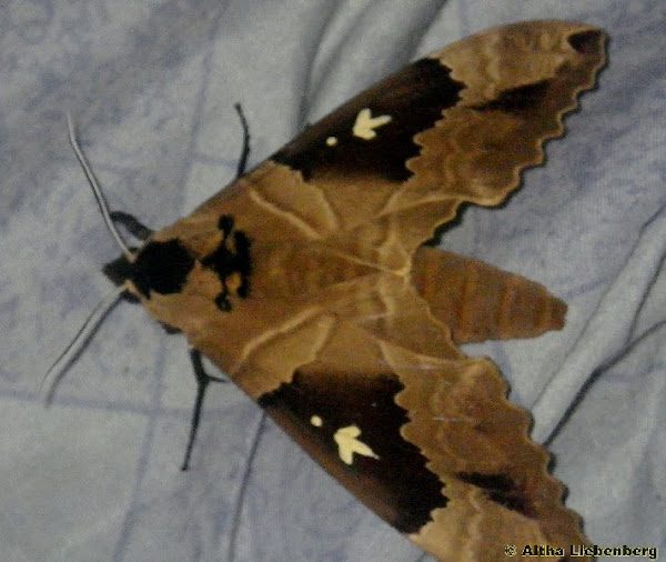 Arrow Sphinx | Project Noah