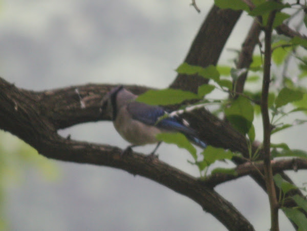 Blue Jay | Project Noah