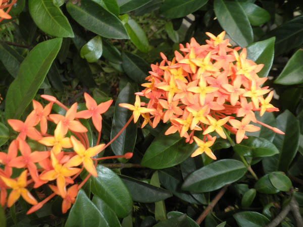 West indian Jasmine. | Project Noah