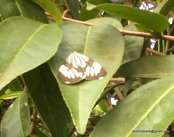 Marbled White Moth | Project Noah