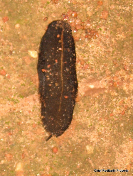 Tropical leatherleaf | Project Noah