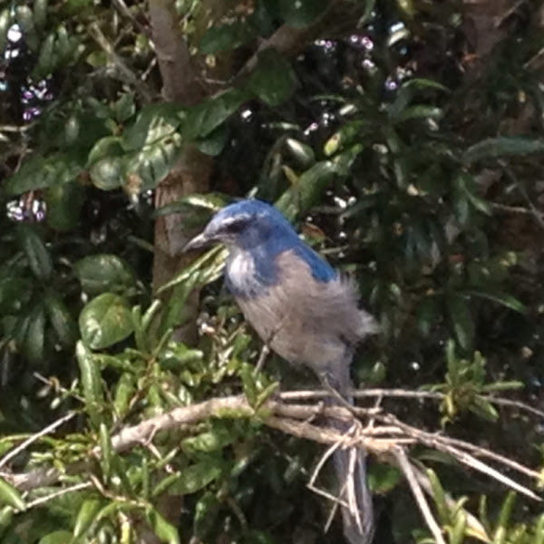Florida Scrub Jay | Project Noah