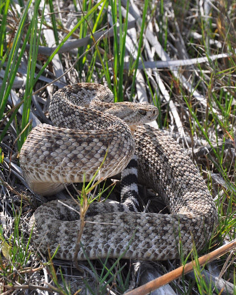 Western Diamondback Rattlesnake | Project Noah