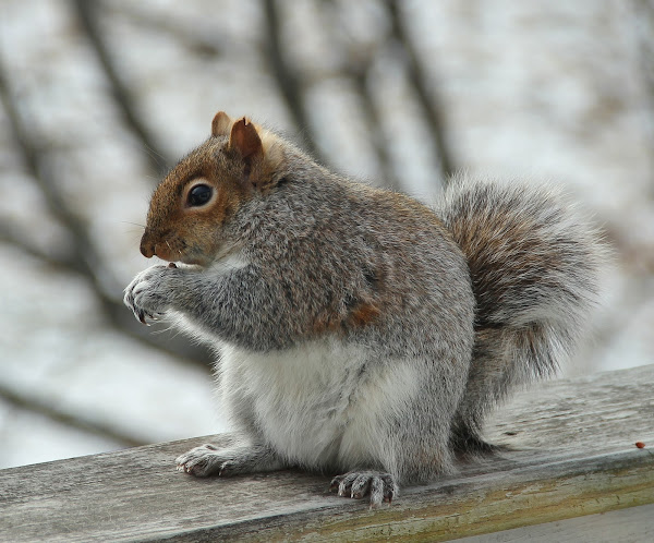 Eastern Gray Squirrel | Project Noah