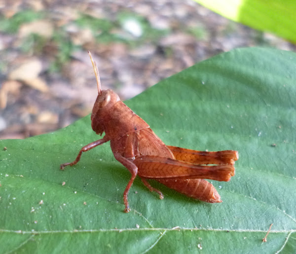 Red Grasshopper | Project Noah