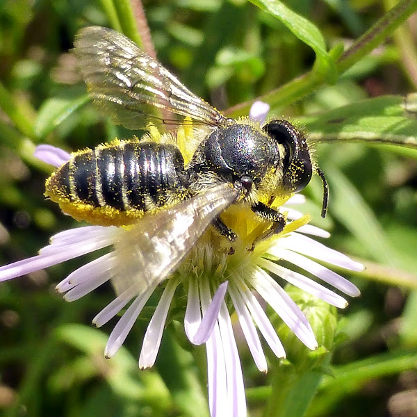 Leaf-cutter Bee | Project Noah