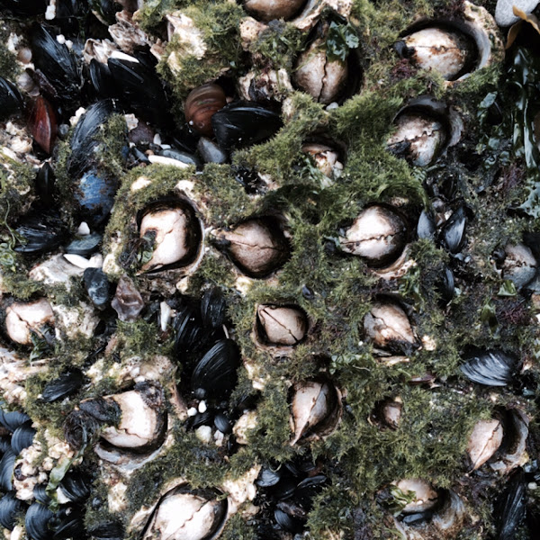 Acorn Barnacle | Project Noah