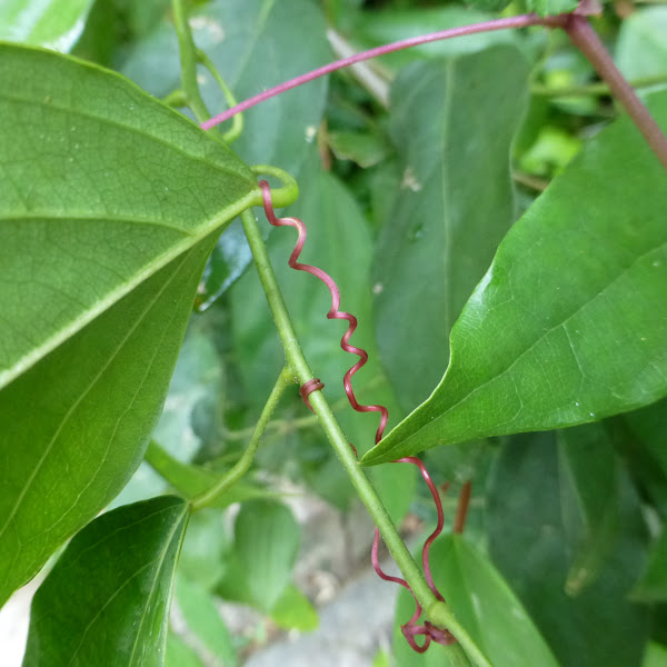 Begonia Rex Vine | Project Noah