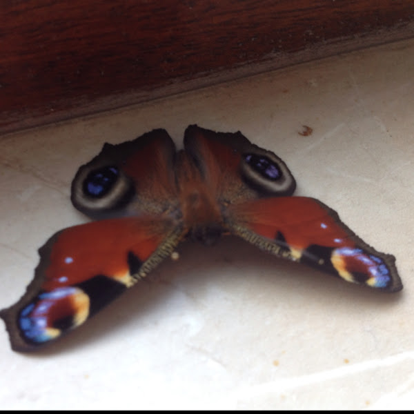 European Peacock | Project Noah