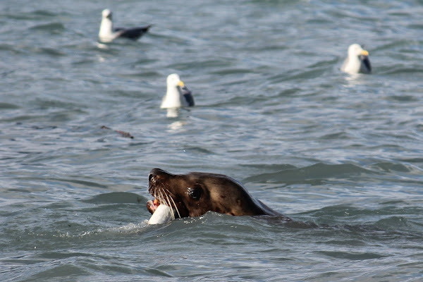 Steller sea lion | Project Noah
