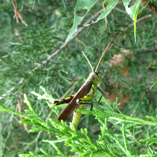 Grasshopper | Project Noah