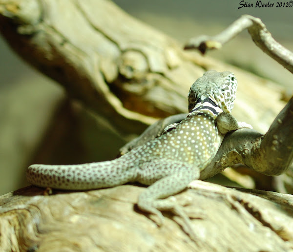 Common collared lizard | Project Noah