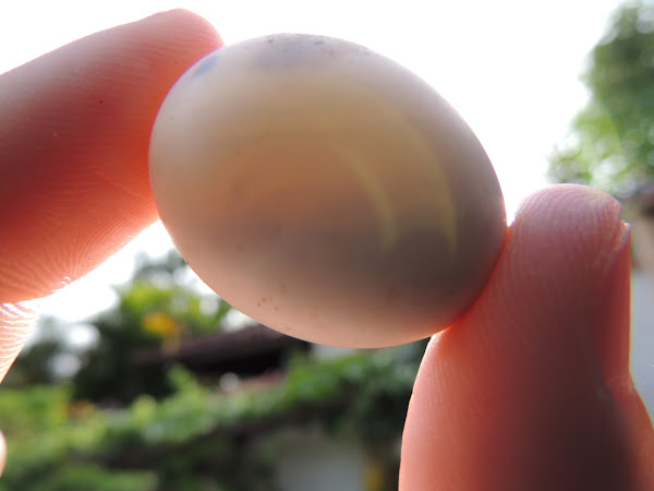 Rock Pigeon [Eggs] | Project Noah