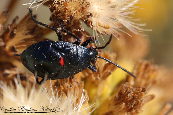 Bordered Plant Bug nymph | Project Noah