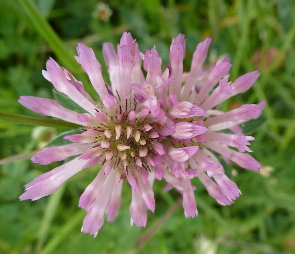 Red Clover | Project Noah