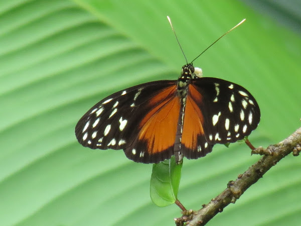 Hecale longwing | Project Noah