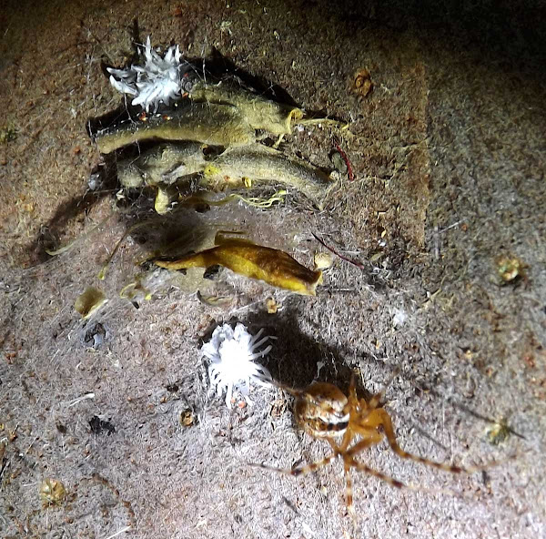 Mealy Bug Ladybird Larvae | Project Noah