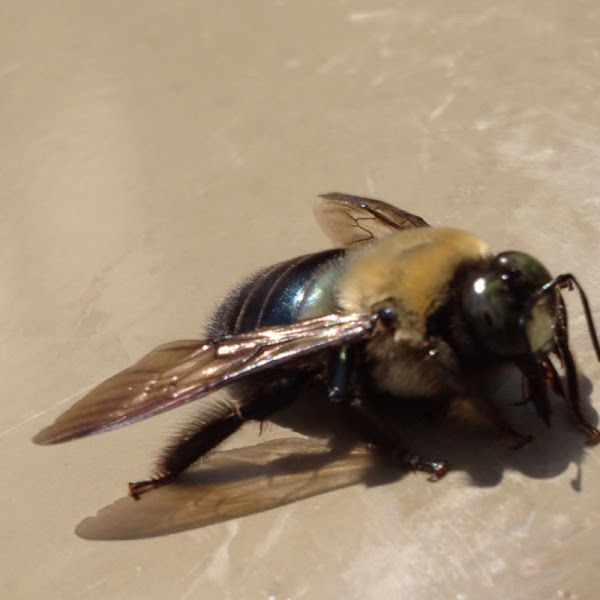 Carpenter Bee | Project Noah