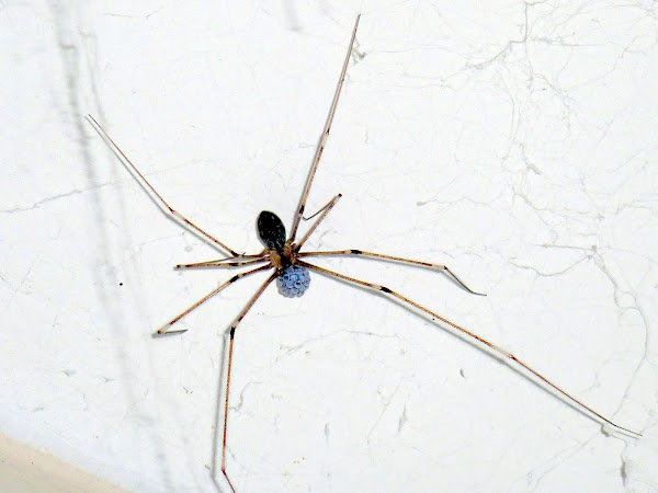 Tailed Cellar Spider (female with eggs) | Project Noah