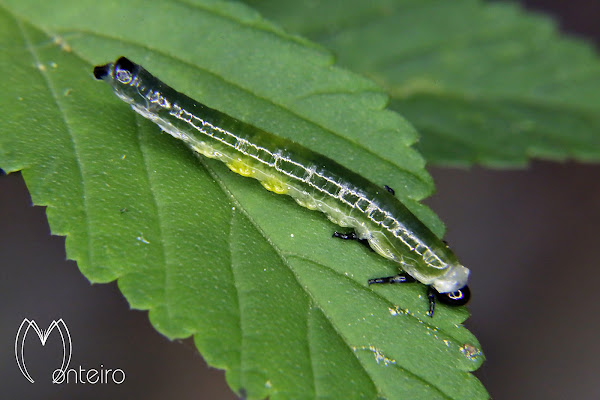Sawfly larva | Project Noah