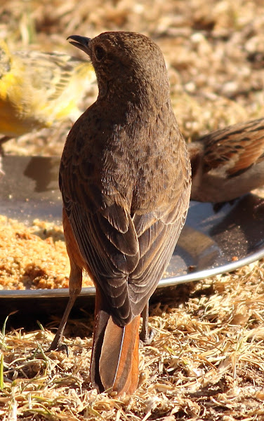 Cape Rock-thrush (female) | Project Noah