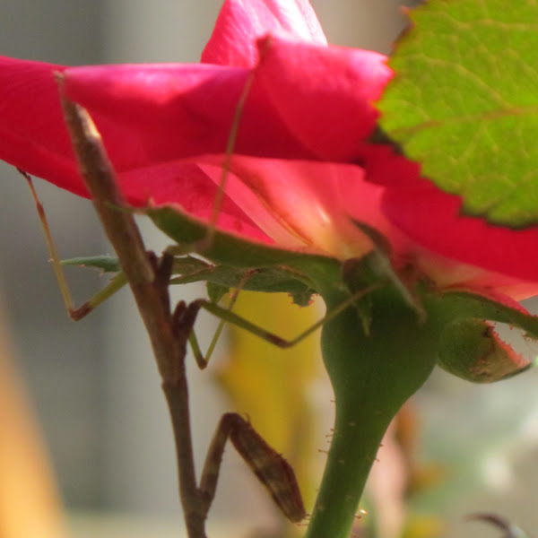 Carolina Mantis | Project Noah