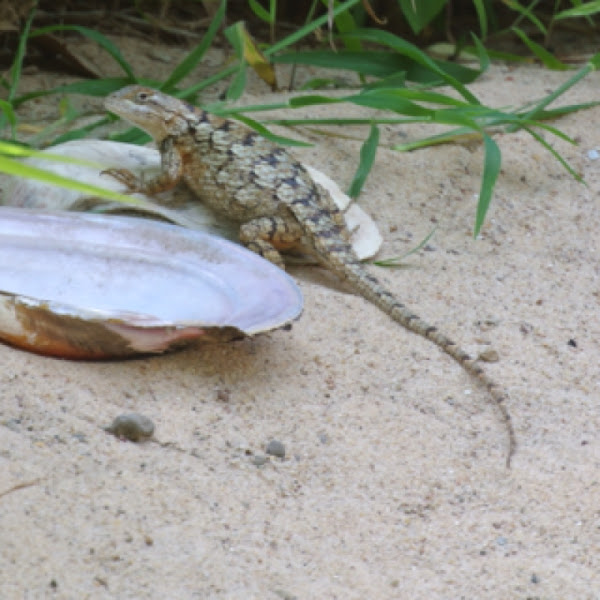Texas Spiny Lizard | Project Noah
